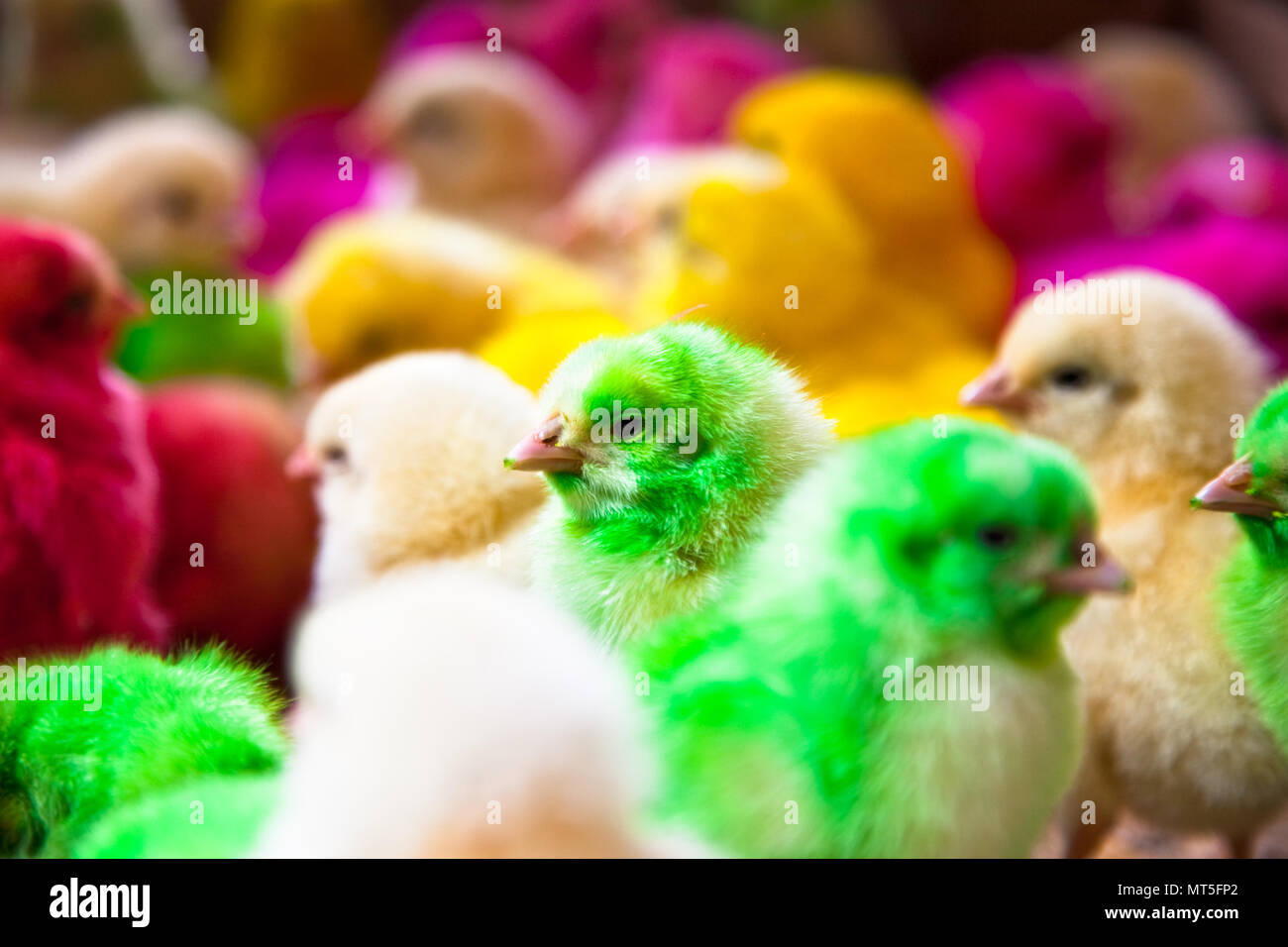 Poultry rearing hi-res stock photography and images - Alamy