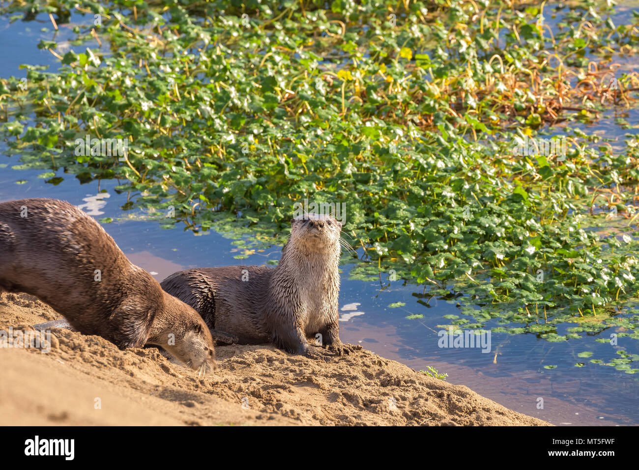 North American river otters (Lontra canadensis), Point Reyes National ...