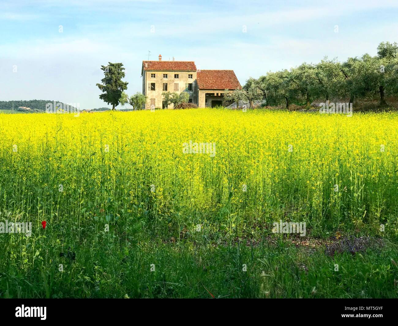 Giallo Verona High Resolution Stock Photography and Images - Alamy