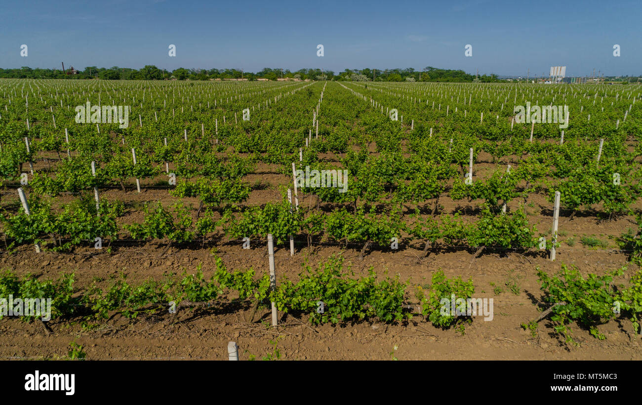 Aerial view of grape field in summer Stock Photo - Alamy