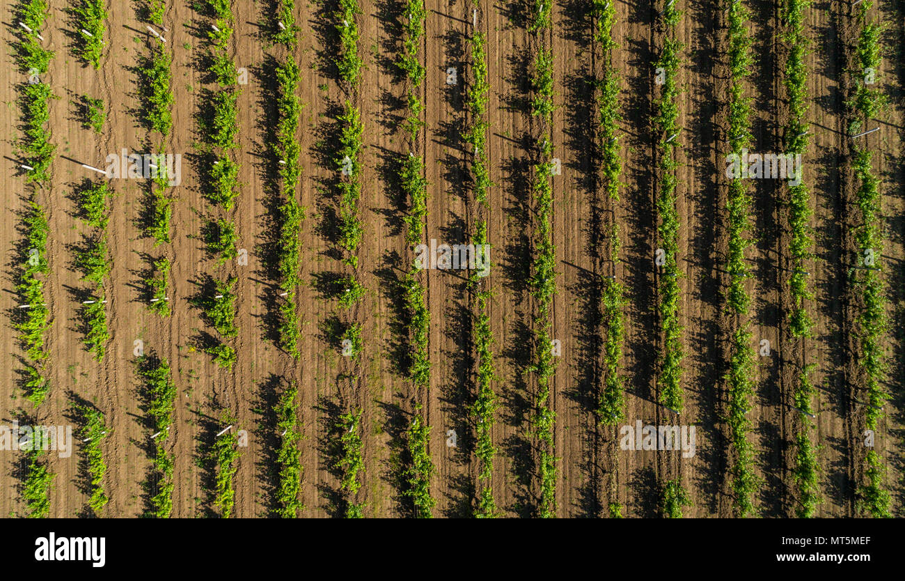Aerial view of grape field in summer Stock Photo - Alamy