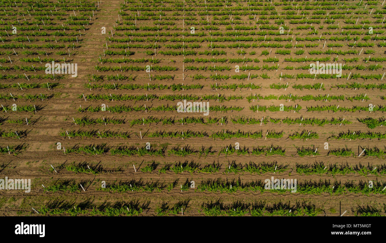 Grape field hi-res stock photography and images - Alamy