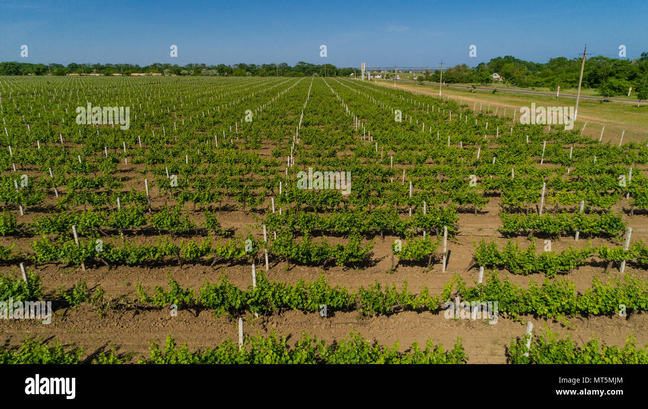 Grape field hi-res stock photography and images - Alamy
