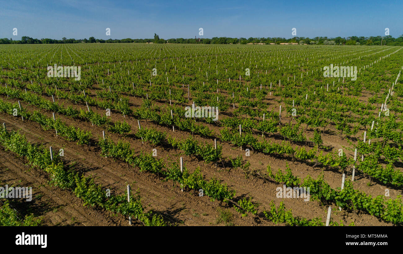Grape field hi-res stock photography and images - Alamy