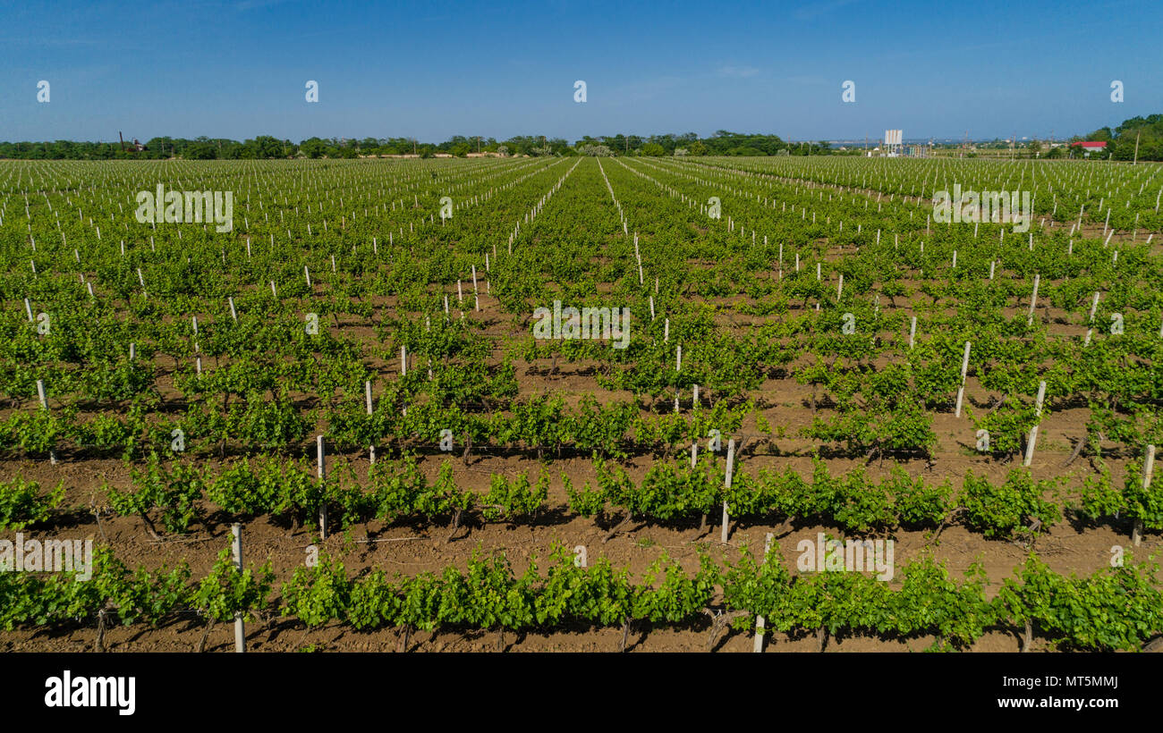 Grape fields hi-res stock photography and images - Alamy