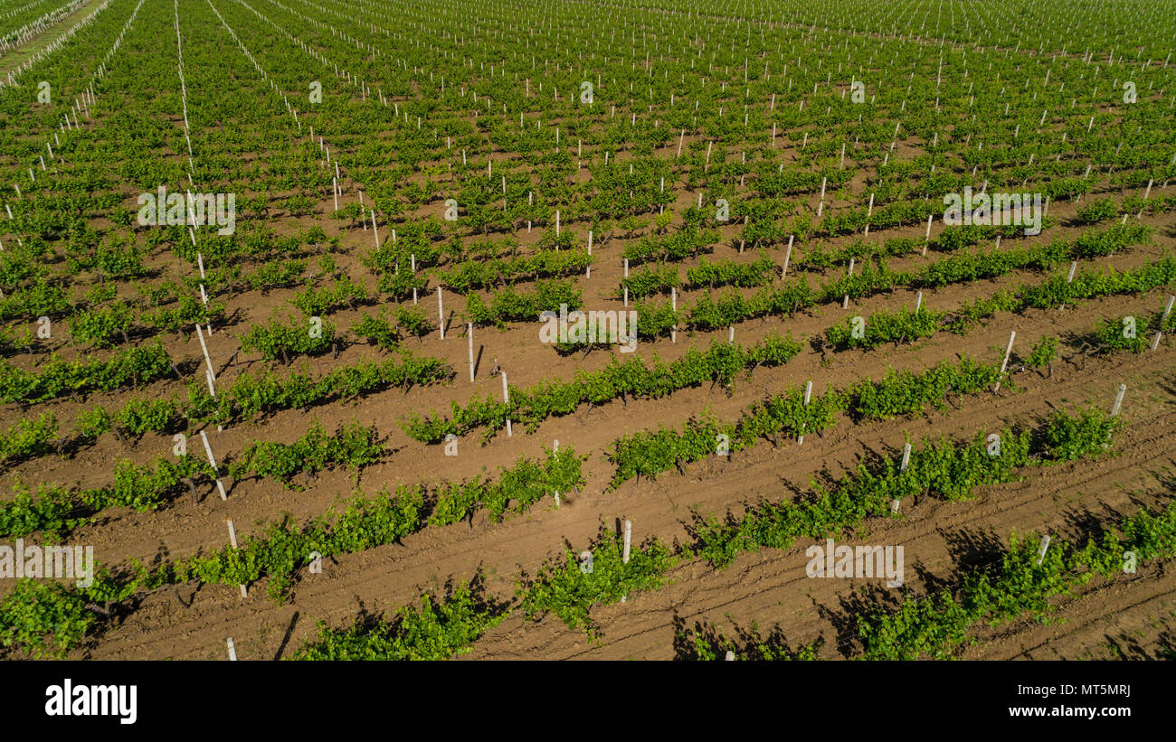 Grape field hi-res stock photography and images - Alamy