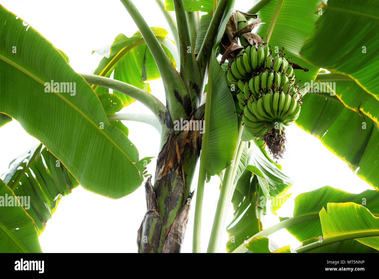 Bananas on tree at sunlight with the sky Stock Photo - Alamy