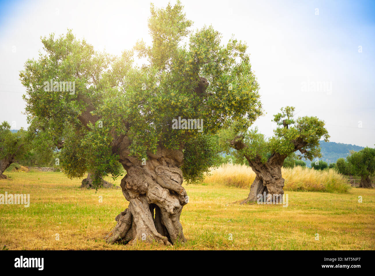 Olive plantation with old olive tree in the Apulia region, Italy Stock ...