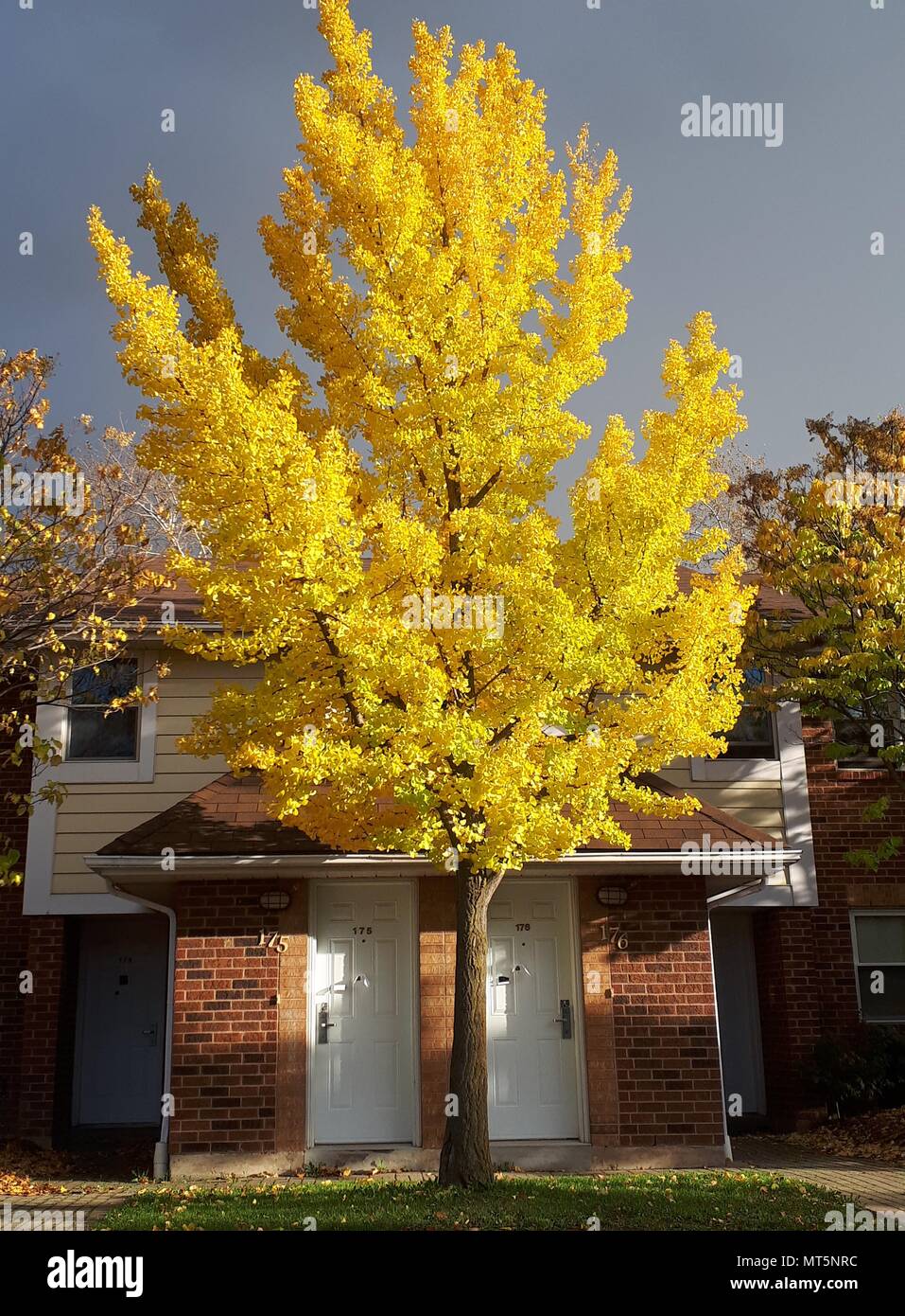 Neighbourhood park toronto hi-res stock photography and images - Alamy