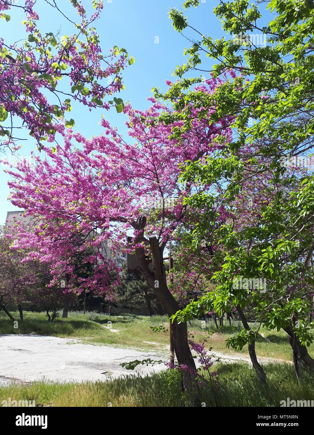 Springtime View of Garden. Beautiful Cherry Trees in Blossom Stock ...