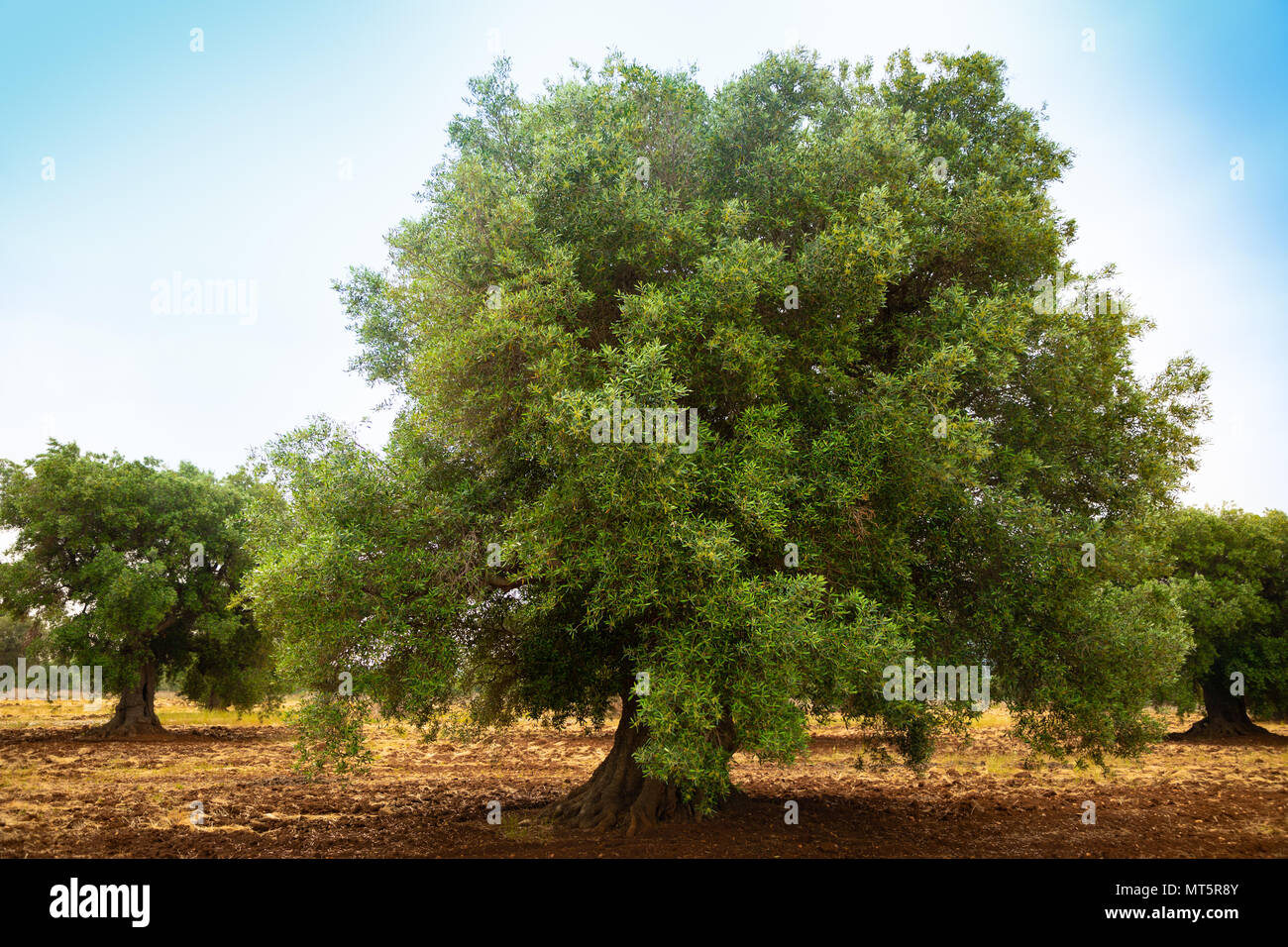 Olive plantation with old olive tree in the Apulia region, Italy Stock ...