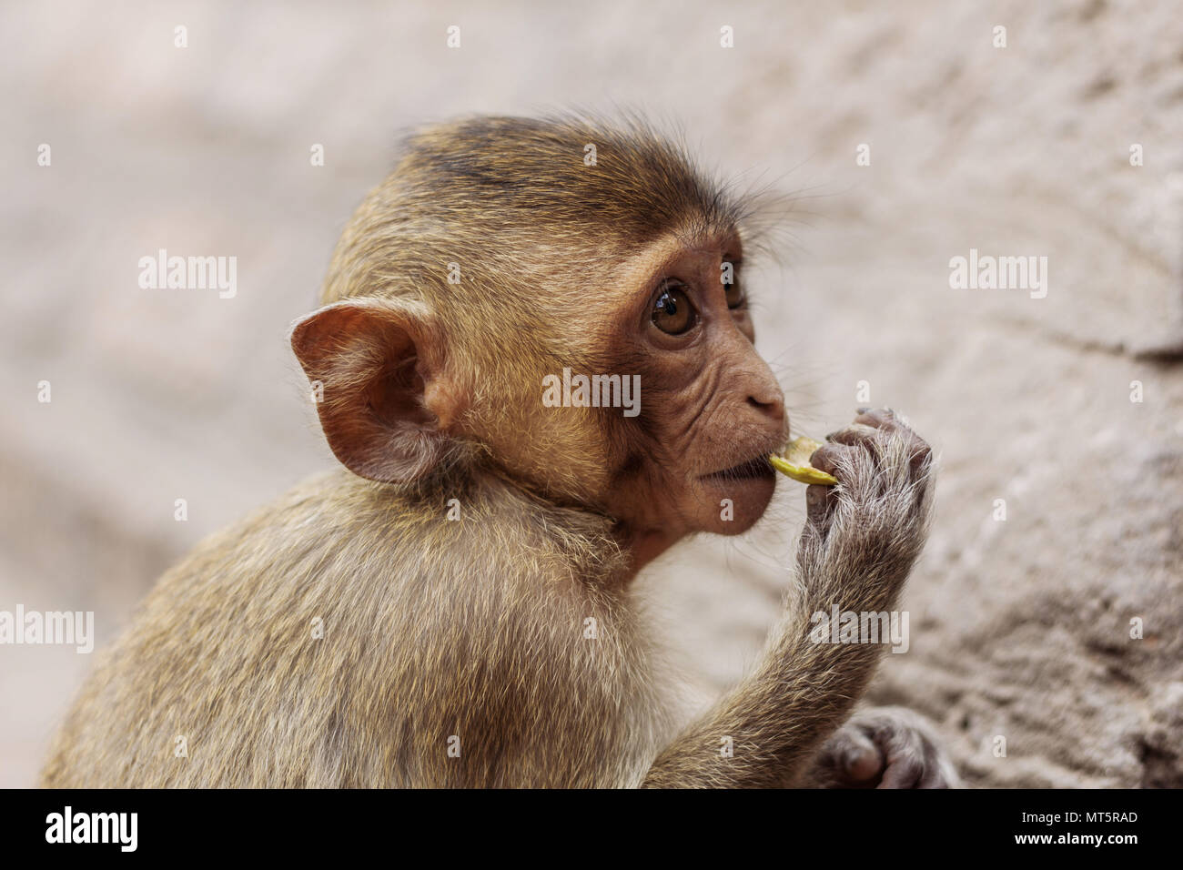 Seating and eating monkey hi-res stock photography and images - Alamy