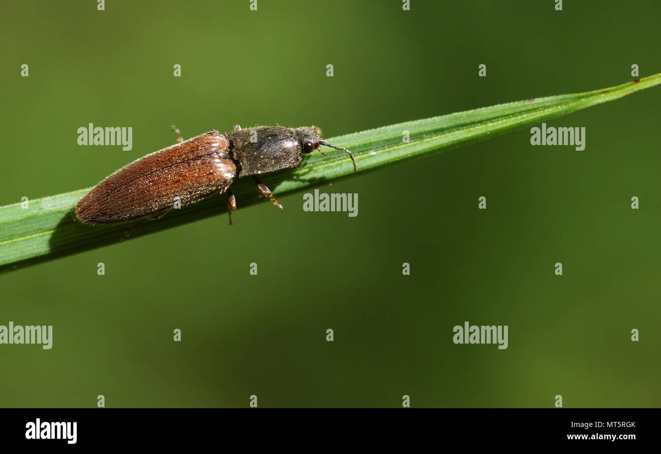 Pretty beetles hi-res stock photography and images - Alamy