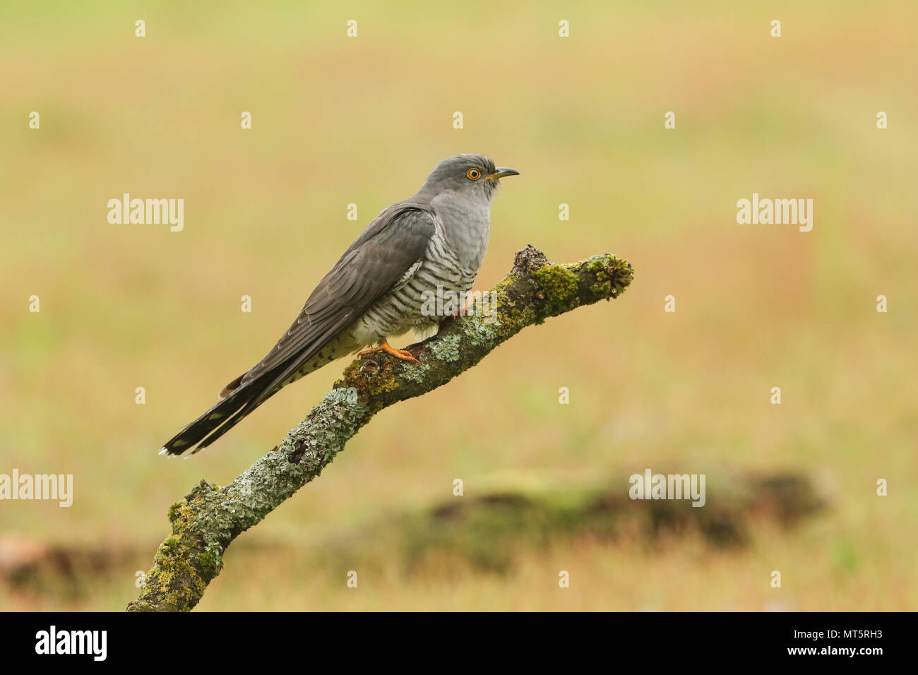 Moor moorland bird british cuckoo hi-res stock photography and images ...