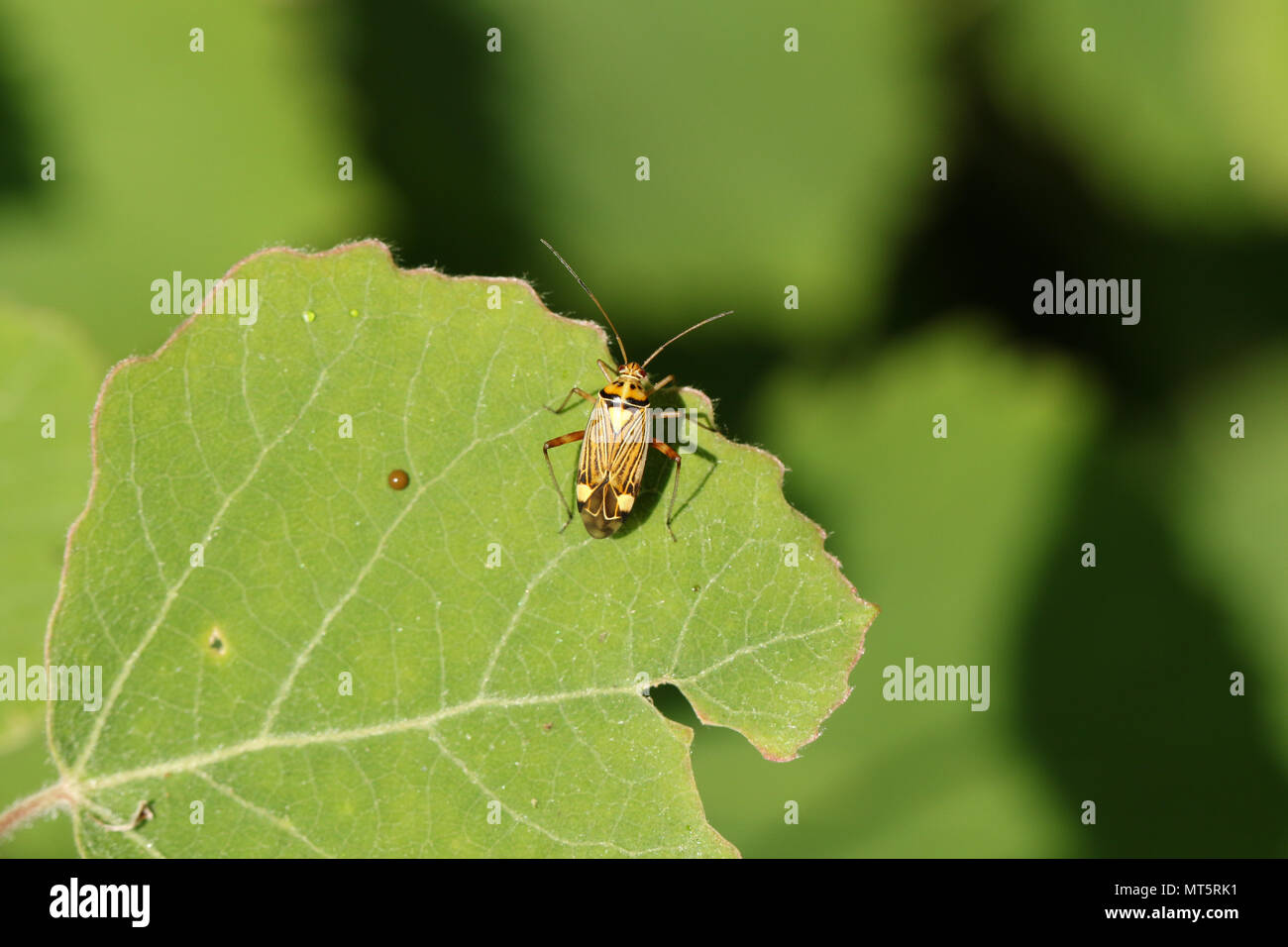 Calocoris striatellus hi-res stock photography and images - Alamy