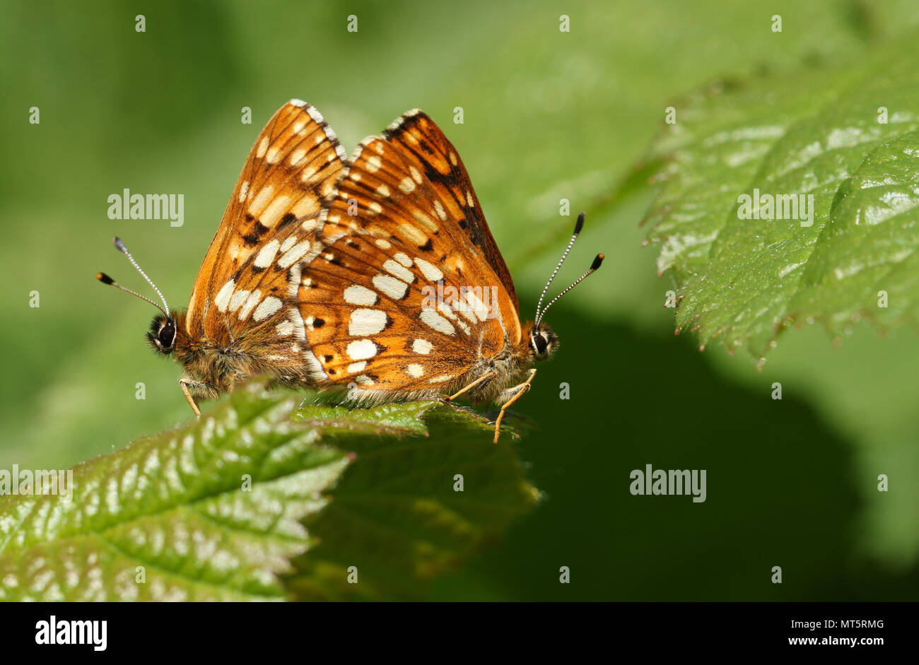 A stunning pair of mating Duke of Burgundy Butterfly (Hamearis lucina ...
