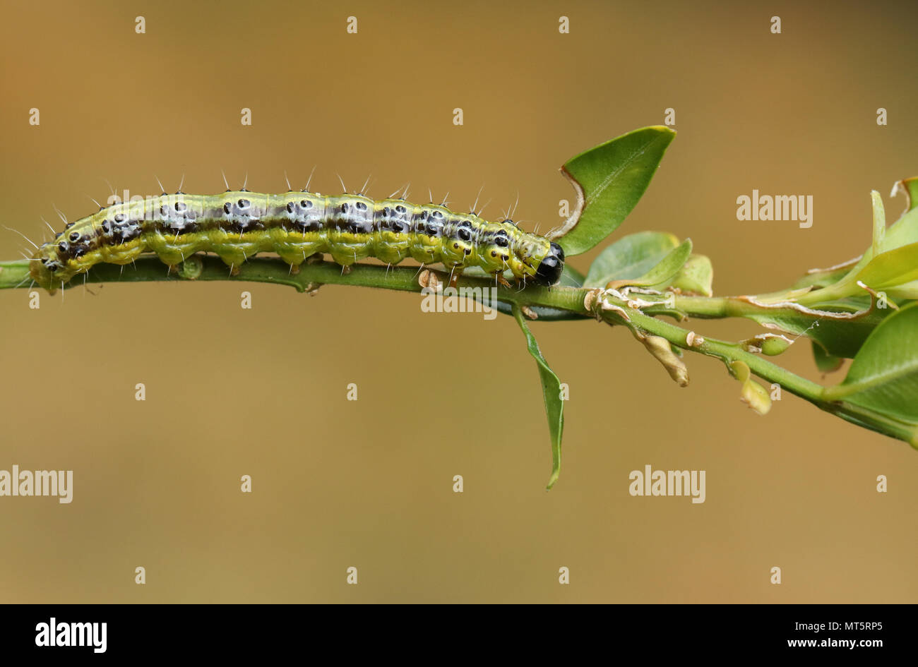 Boxwood plant black and white hi-res stock photography and images - Alamy