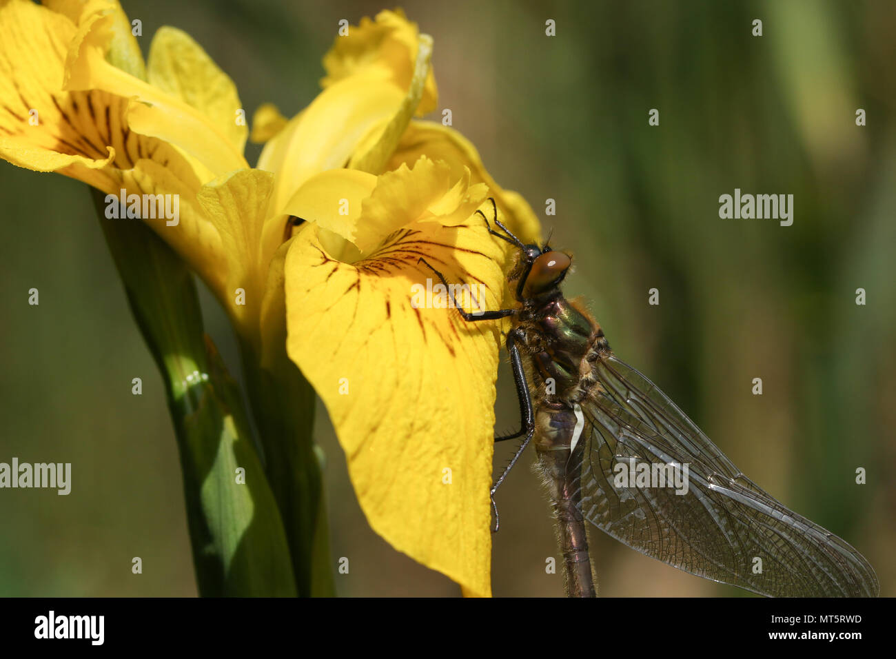 A stunning rare newly emerged Downy Emerald Dragonfly (Cordulia aenea ...