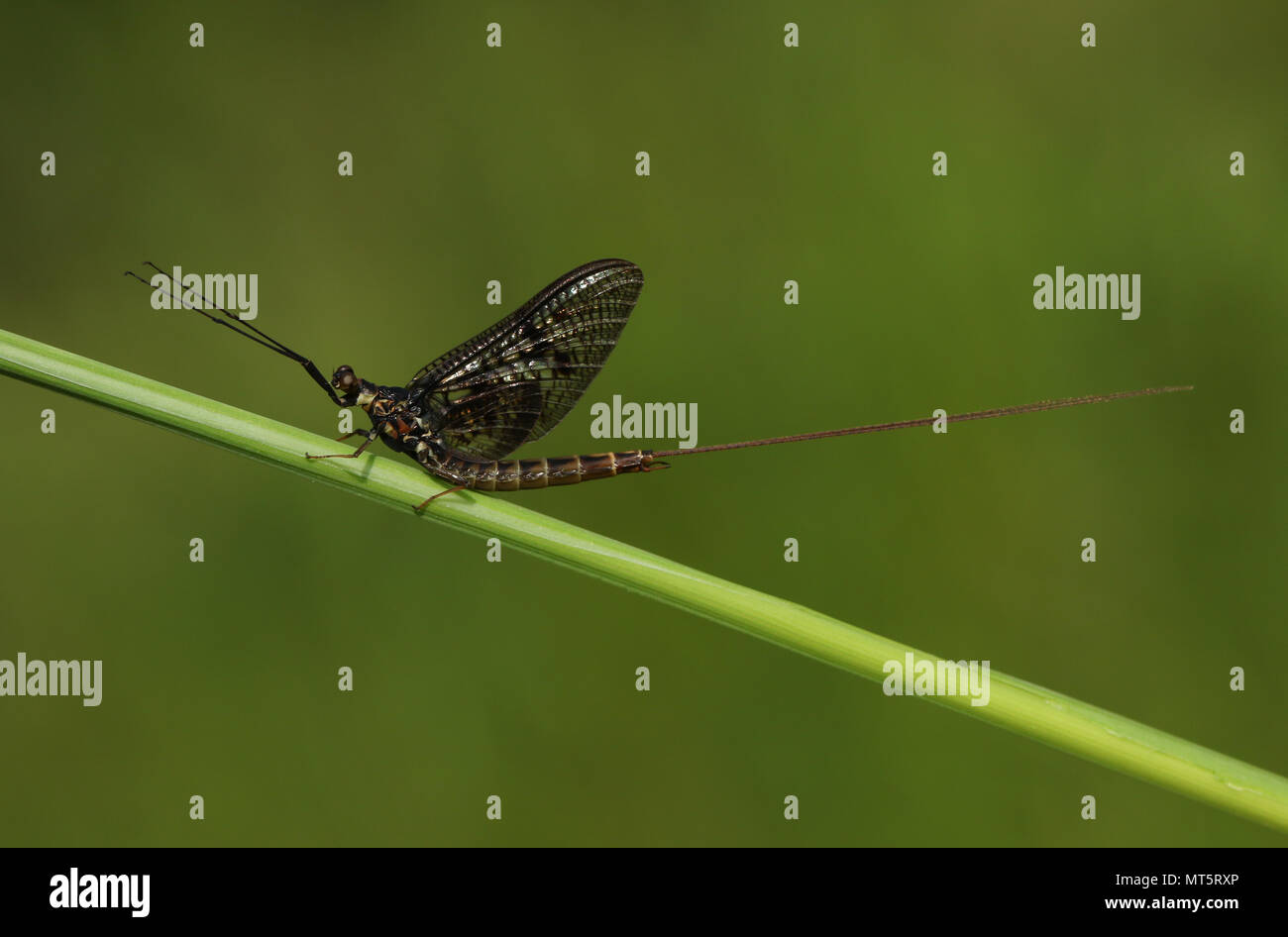 Ephemera vulgata hi-res stock photography and images - Alamy