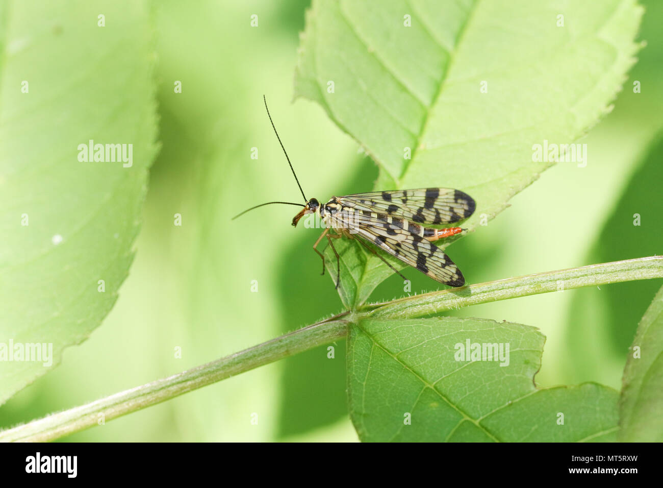 A pretty female Scorpion Fly (Panorpa communis) perching on a leaf ...