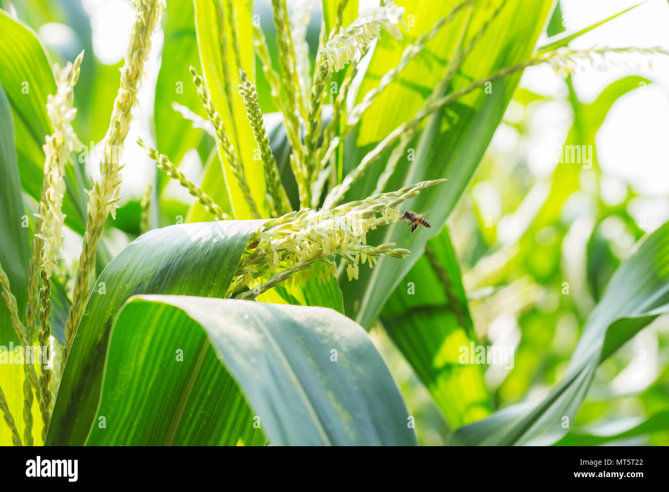 Corn plant growing and pollen with the sunlight Stock Photo - Alamy