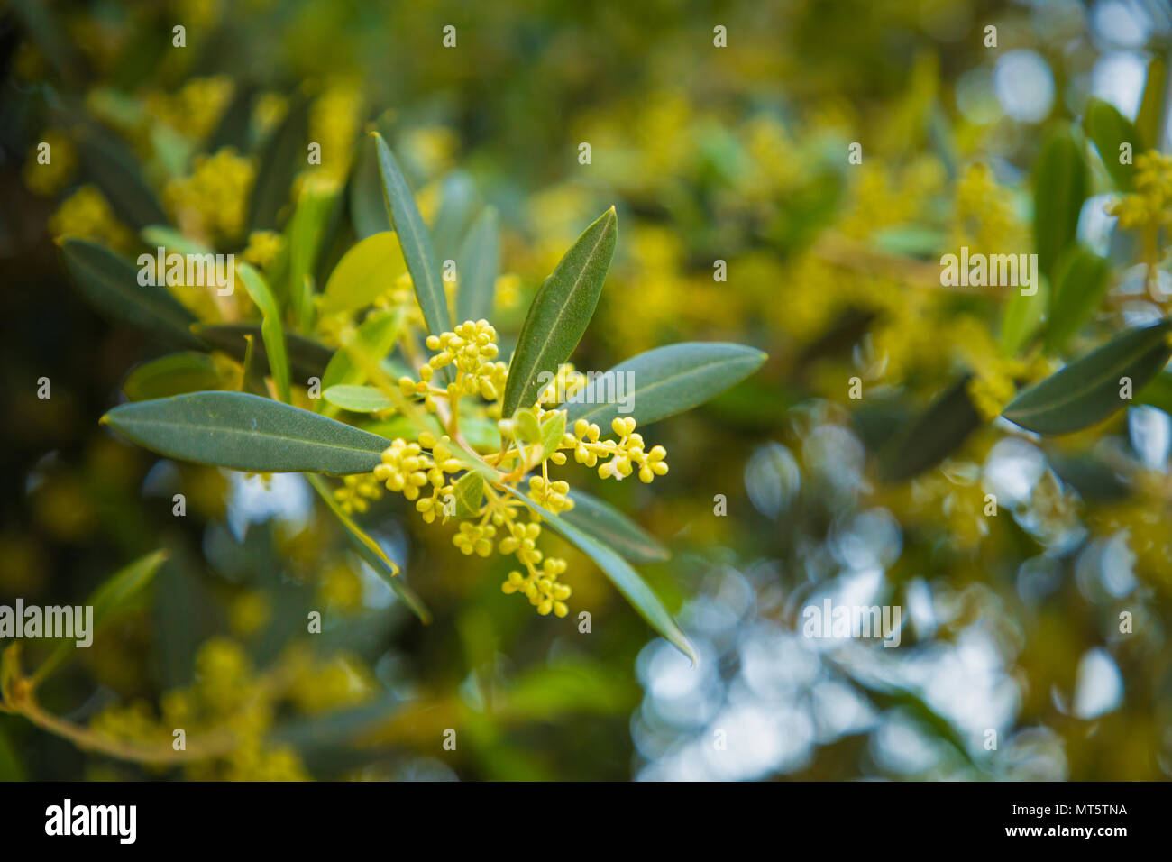 Olive plantation with old olive tree in the Apulia region, Italy Stock ...