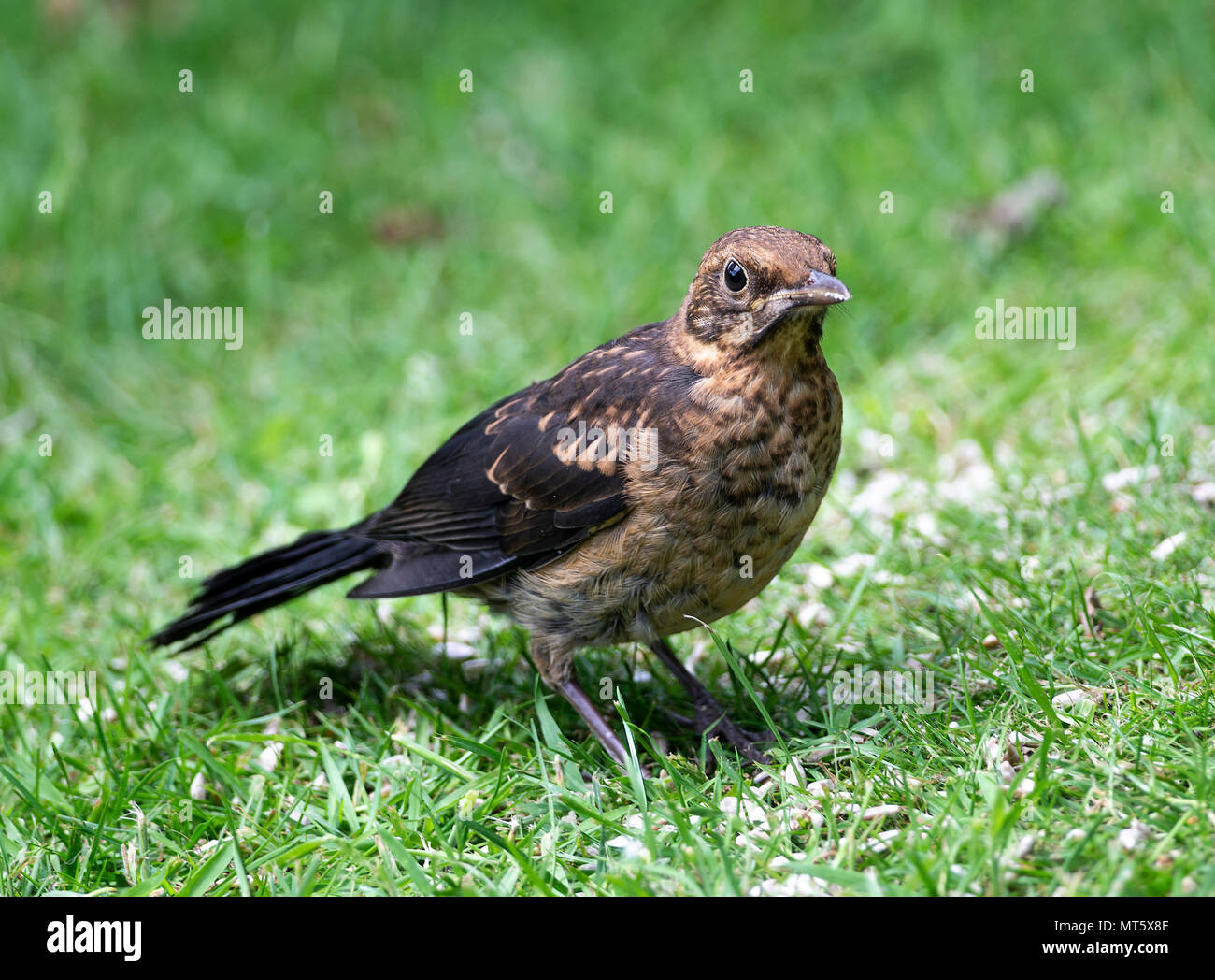 A Young Fledgling Blackbird Feeding on a Lawn in a Garden in Alsager ...