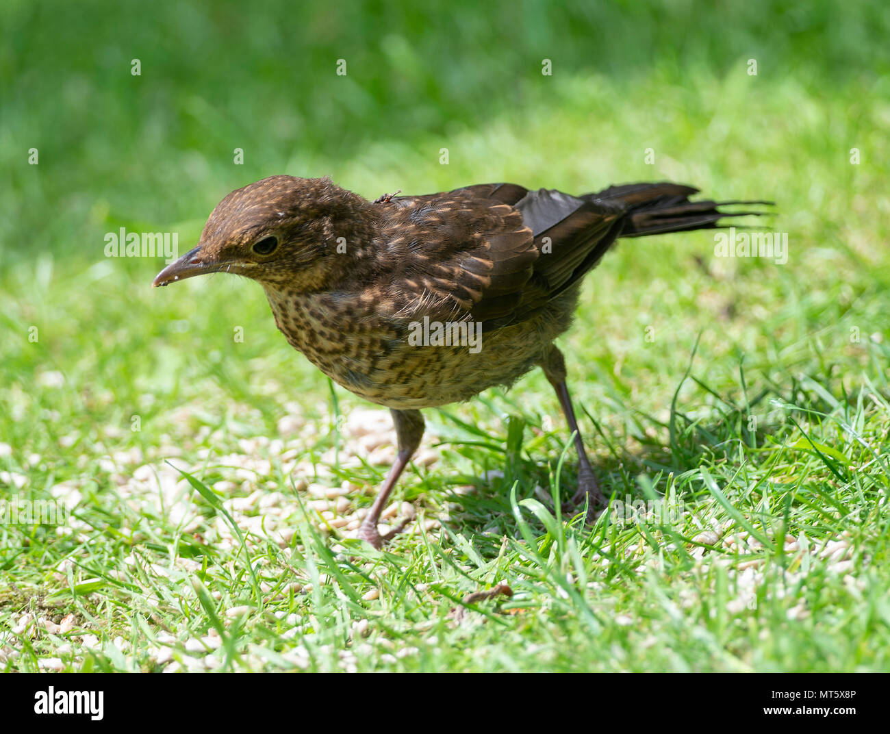 Dark spots on brown plumage hi-res stock photography and images - Alamy