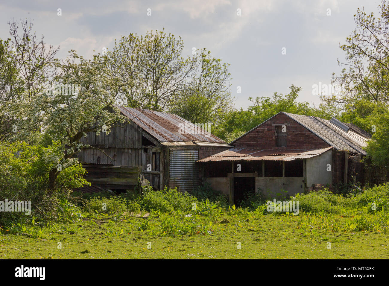An old overgrown farm building sits at the edge of a field in Bilton ...