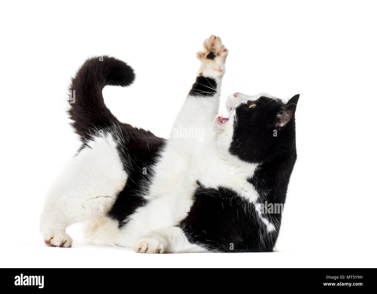 Mixed breed cat reaching up against white background Stock Photo - Alamy