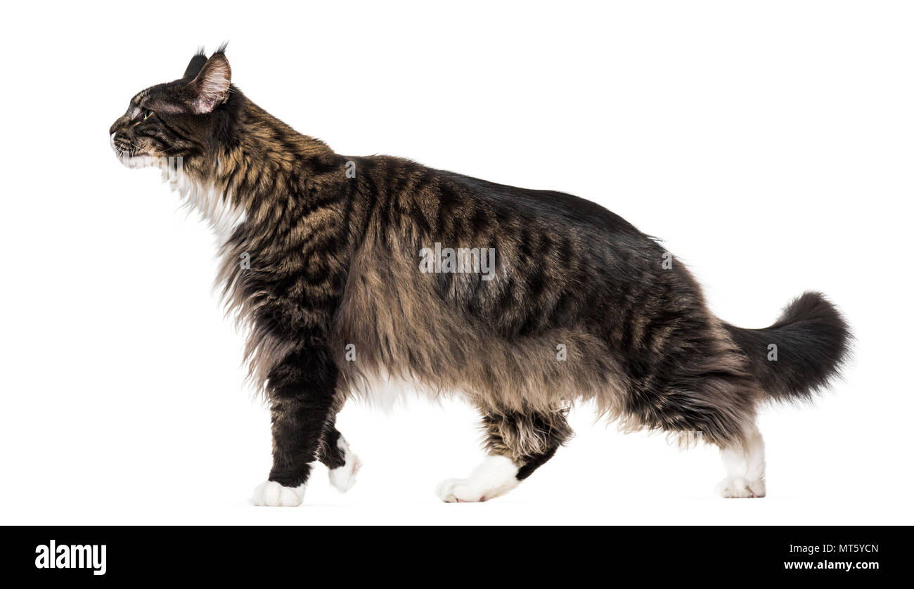 Maine coon cat walking against white background Stock Photo - Alamy