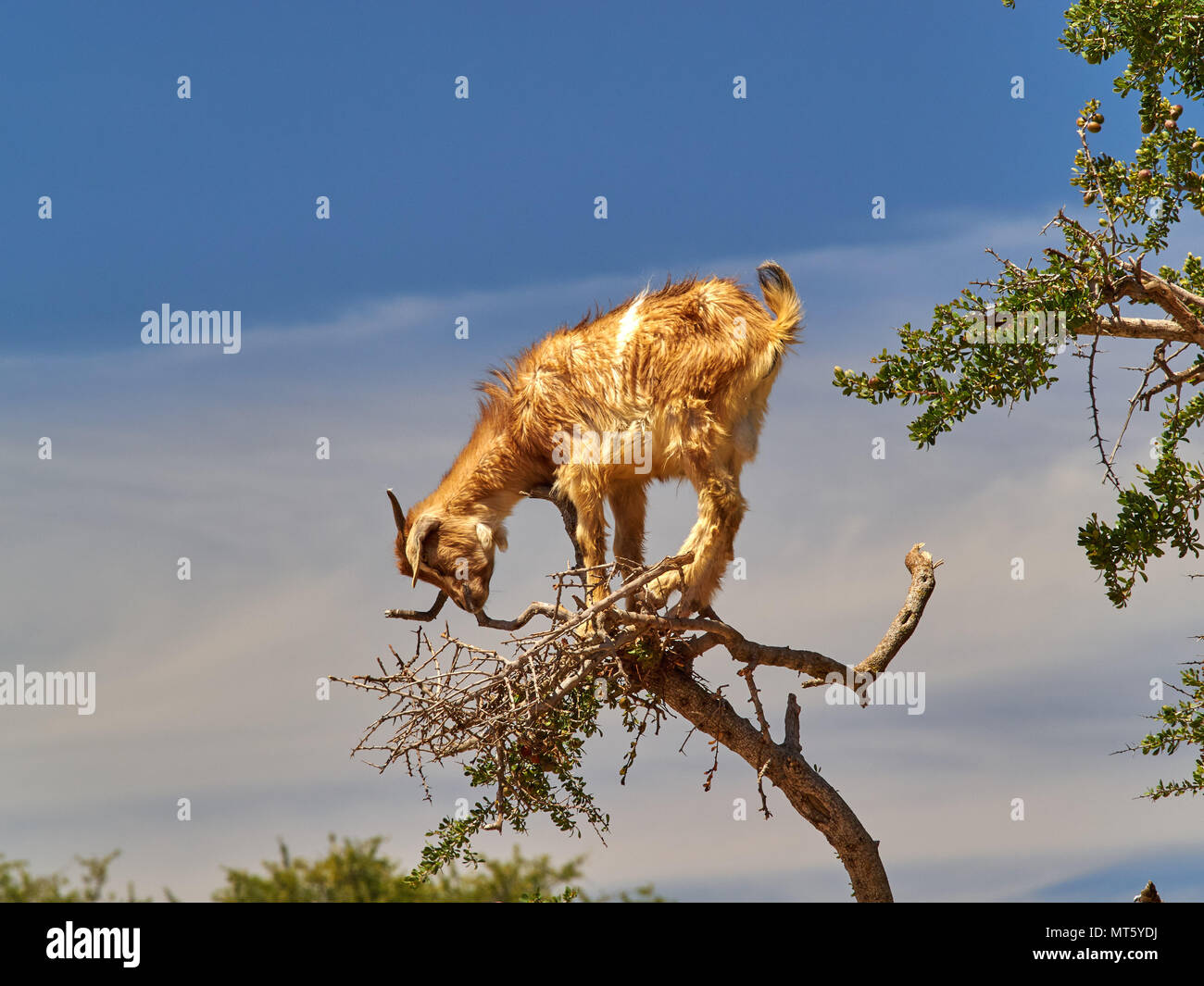 Goat with red hair on a dry branch of an argan tree eats leaves ...