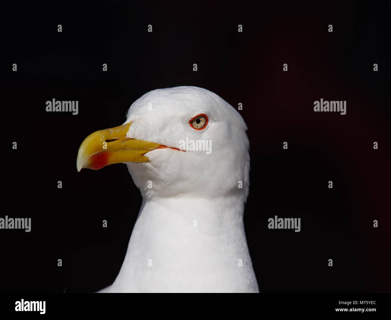 Seagull on the black background: white plumage of the head, yellow beak ...