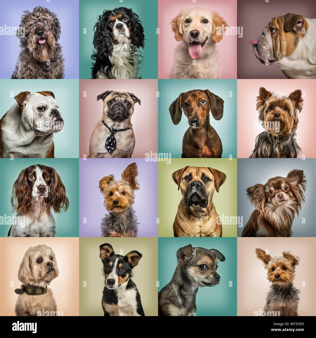 Composition of dogs against colored backgrounds Stock Photo - Alamy