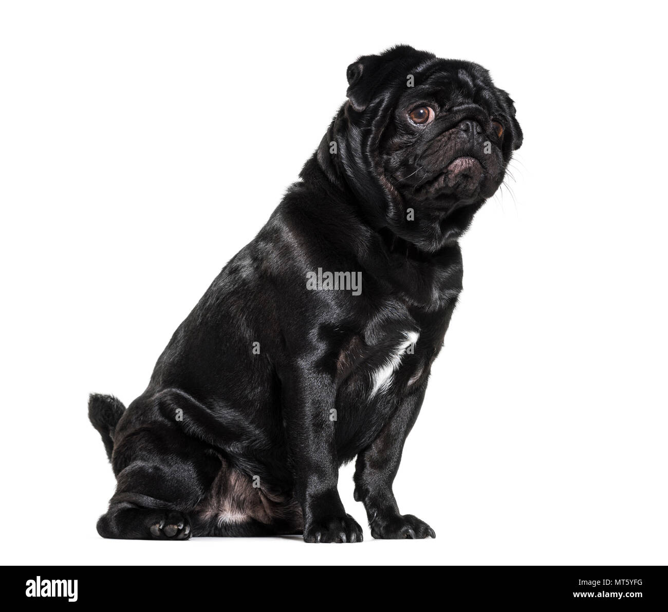 Pug, 1 year old, sitting against white background Stock Photo - Alamy