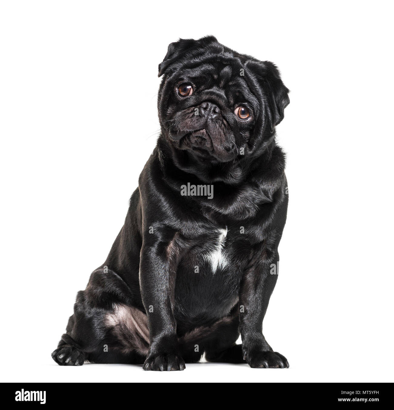 Pug, 1 year old, sitting against white background Stock Photo - Alamy