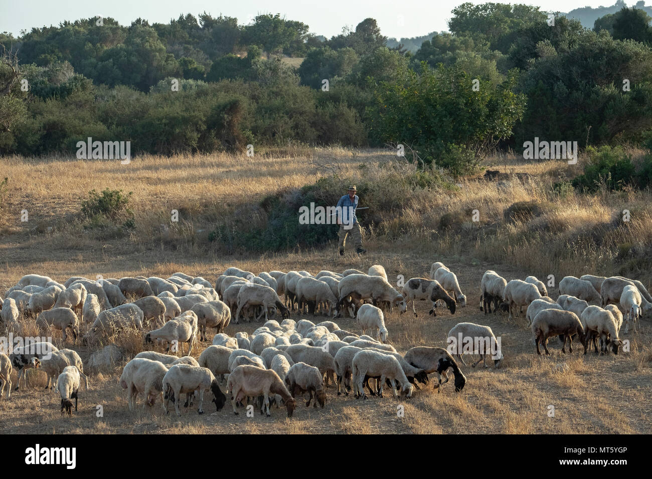 Sakiz sheep hi-res stock photography and images - Alamy