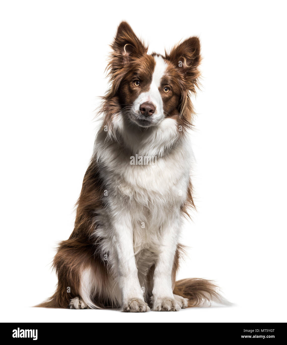 One Year Old Border Collie