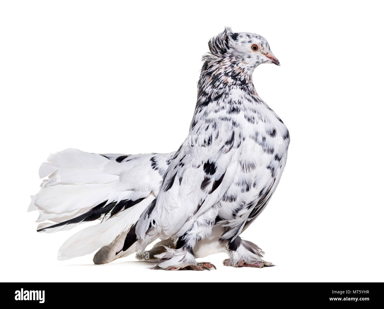 English Fantail pigeon standing against white background Stock Photo ...