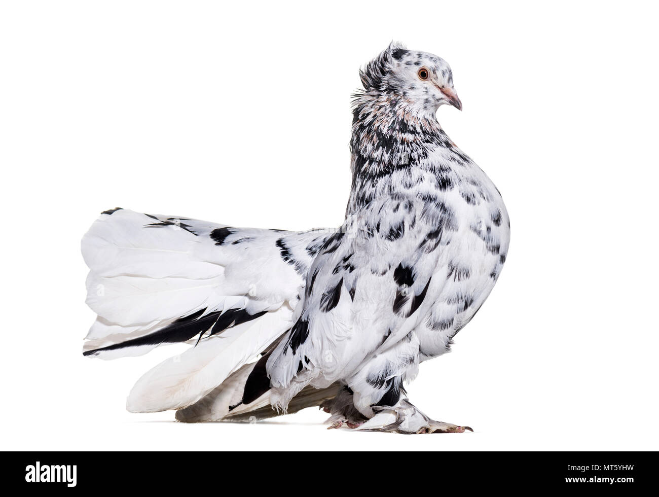 English Fantail pigeon portrait against white background Stock Photo ...
