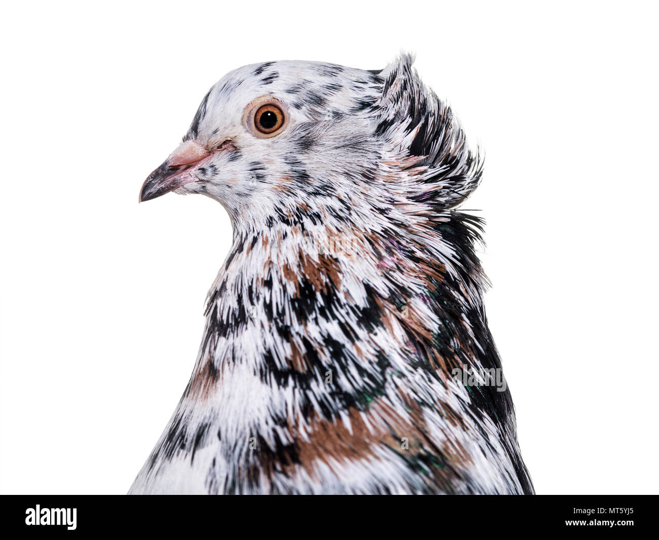 English Fantail pigeon close up against white background Stock Photo ...
