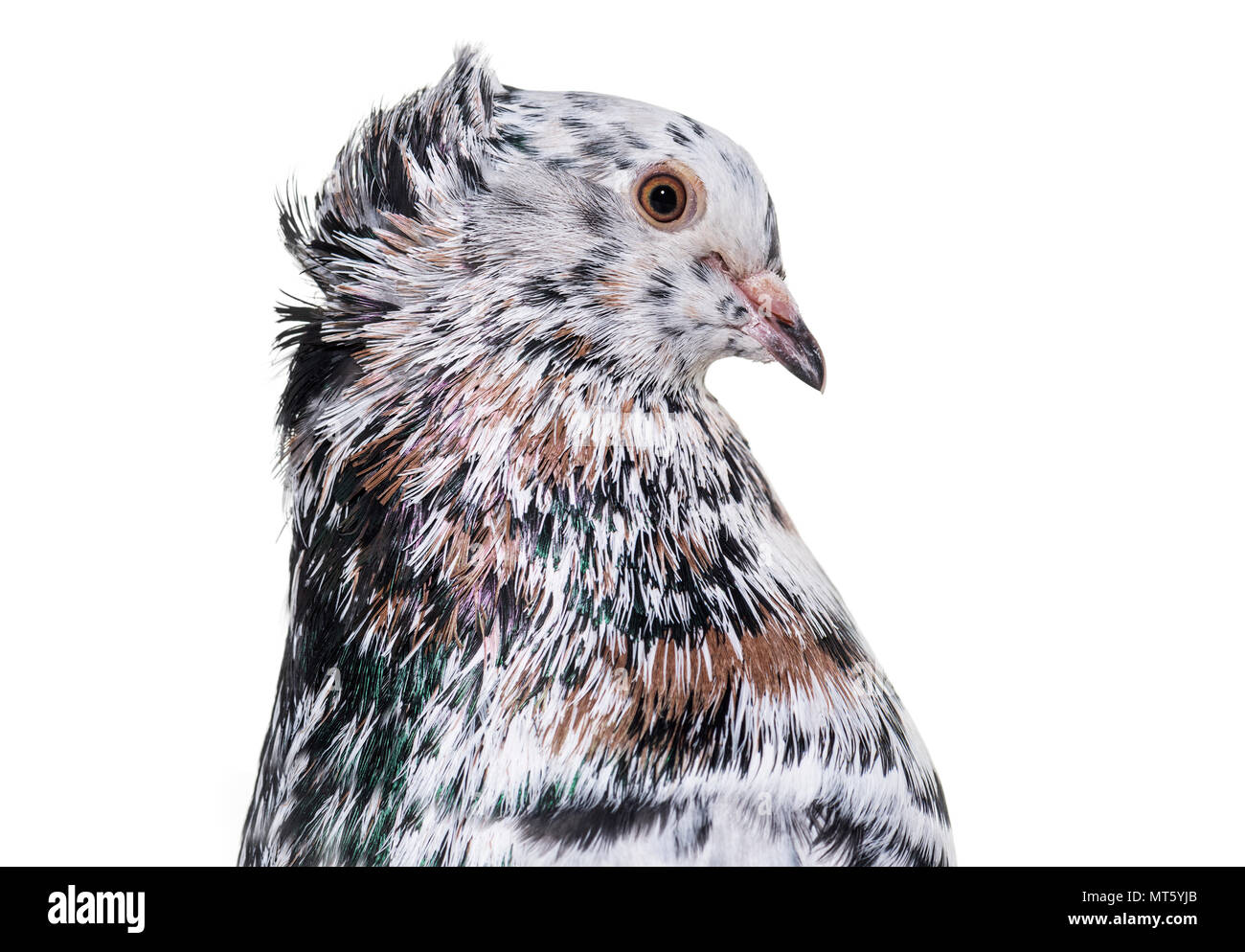 English Fantail pigeon in profile against white background Stock Photo ...