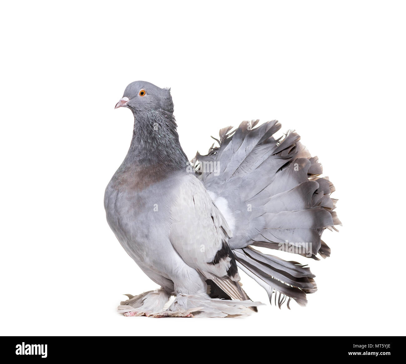 English Fantail pigeon against white background Stock Photo - Alamy