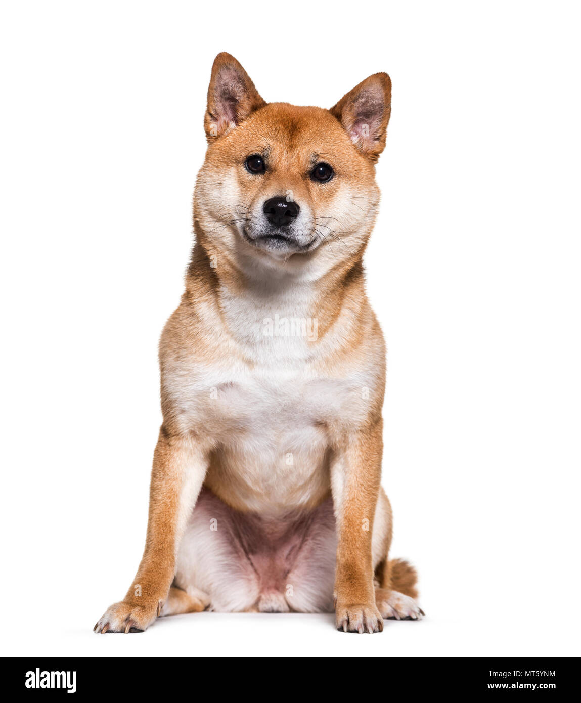 Shiba Inu sitting against white background Stock Photo - Alamy