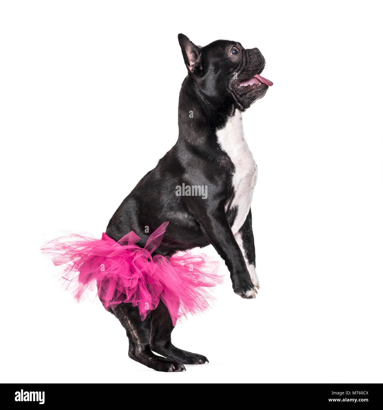 French Bulldog, 1.5 years old, dancing in tutu standing against white ...