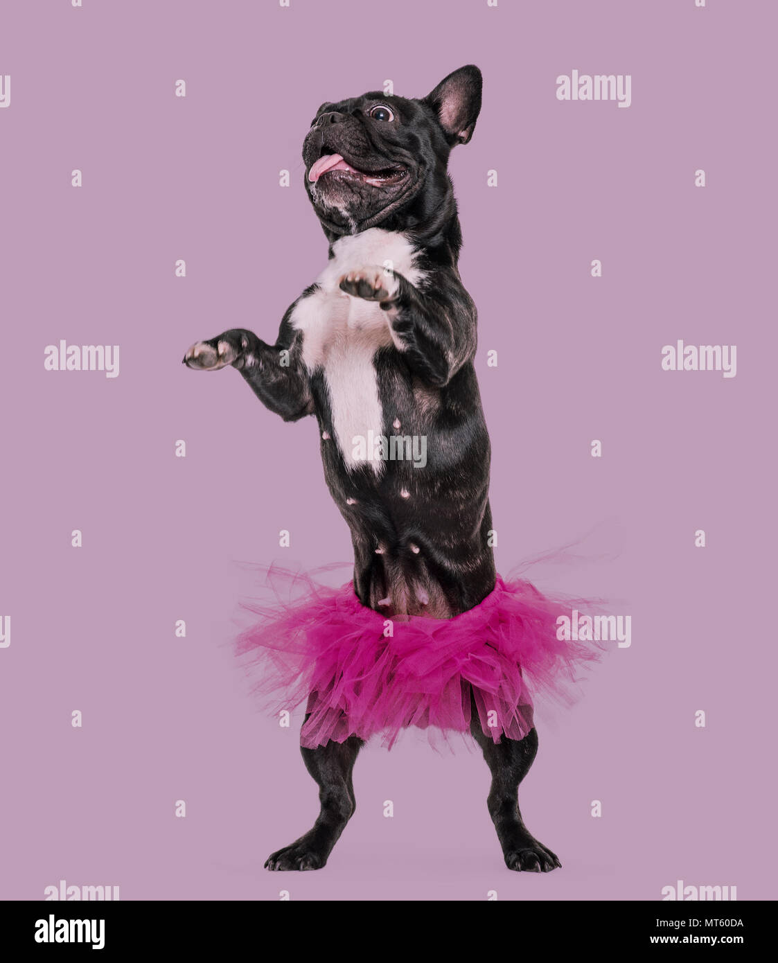 French Bulldog, 1.5 years old, dancing in tutu standing against Purple ...