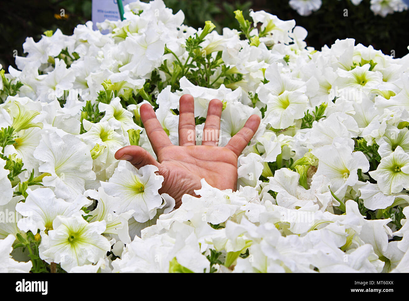 Hand posture hi-res stock photography and images - Alamy