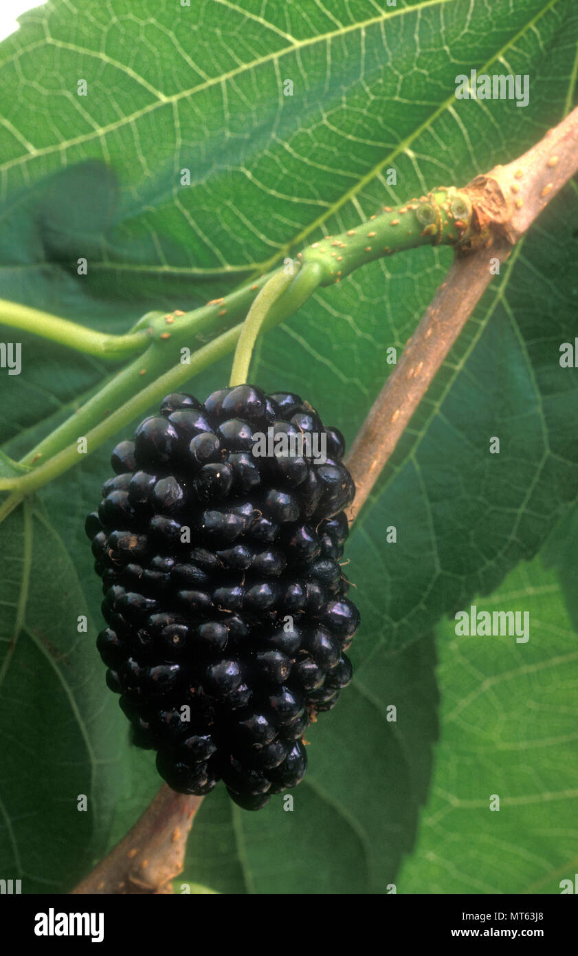 BLACK MULBERRY (MORUS NIGRA Stock Photo - Alamy