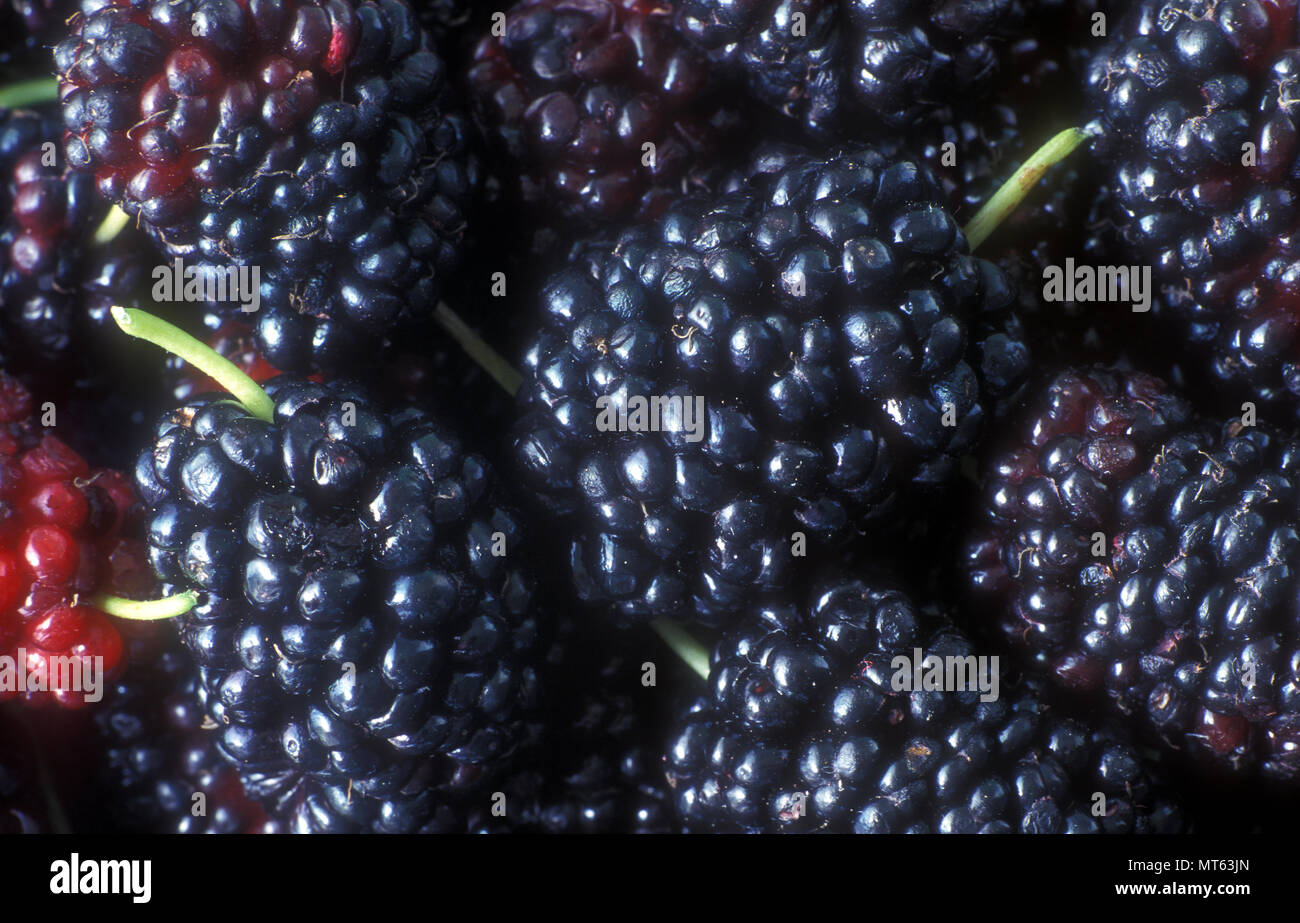 Morus nigra black mulberry fruits hi-res stock photography and images ...