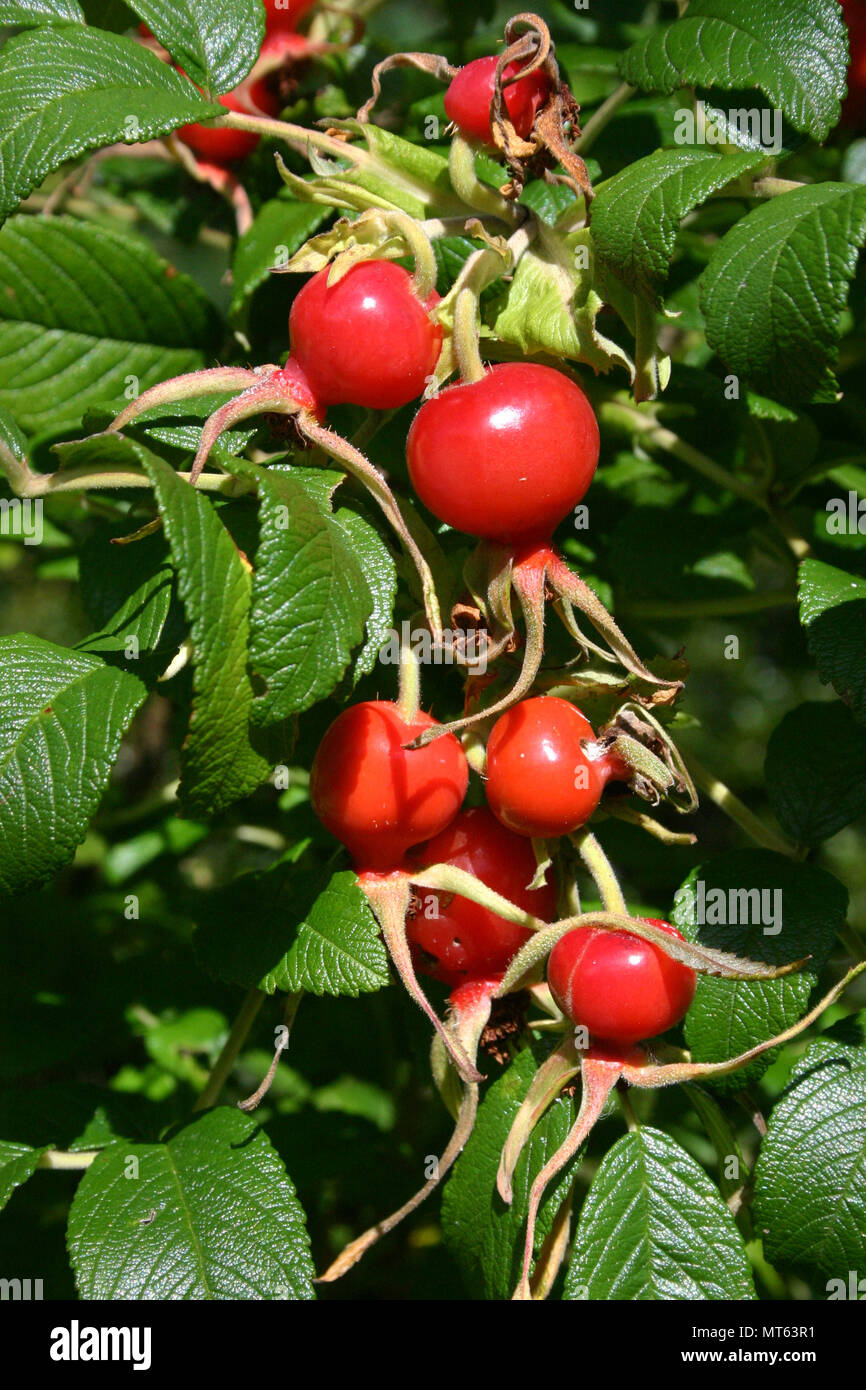 Rose hip, also called rose haw and rose hep Stock Photo - Alamy